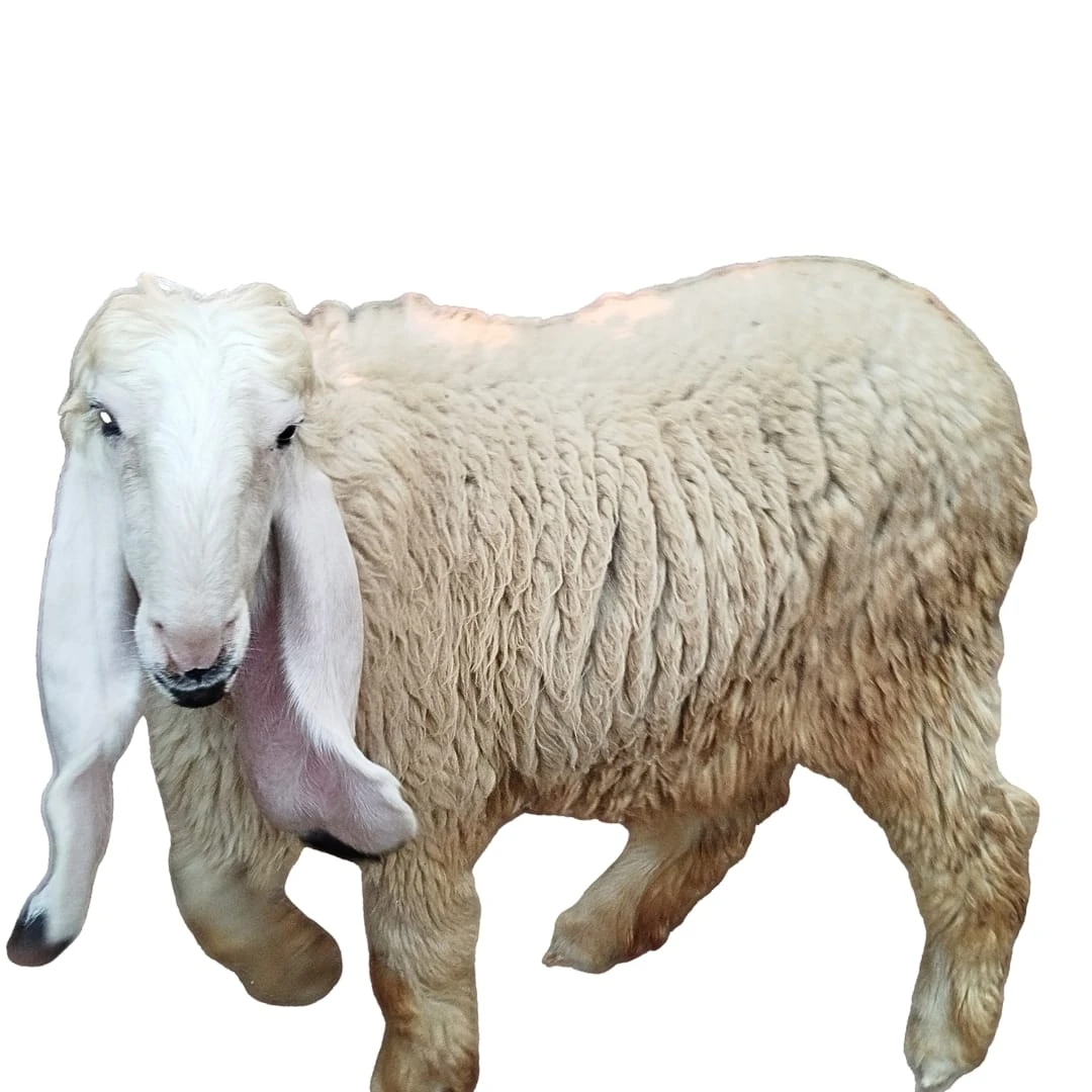 Dumba No 1